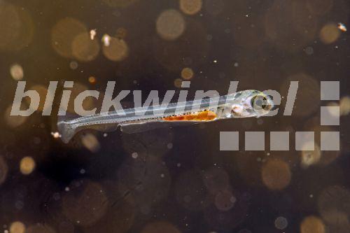 blickwinkel - Renken (Coregoninae), Renke nach der ersten ...