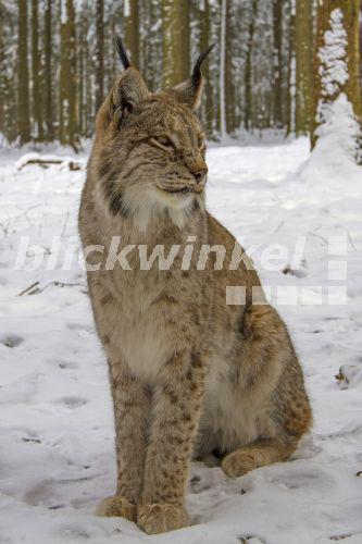 blickwinkel - Rotluchs, Rot-Luchs, Luchskatze, Luchs-Katze (Lynx rufus ...