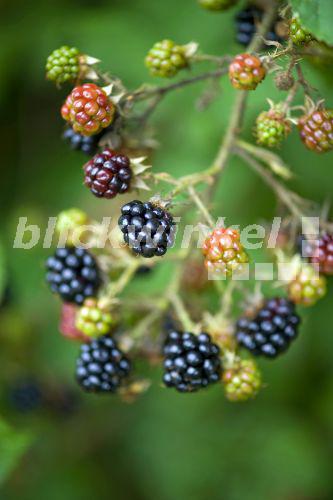 blickwinkel - Brombeere (Rubus fruticosus), Zweig mit Fruechten ...