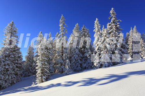 blickwinkel - Gemeine Fichte, Gewoehnliche Fichte (Picea abies ...