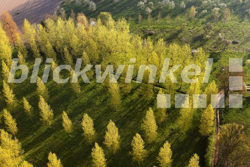 blickwinkel - Pappel (Populus spec.), Pappeln aus der Luft, Belgien ...