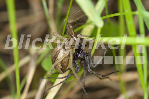 blickwinkel - Listspinne, List-Spinne, Raubspinne, Raub-Spinne ...
