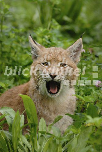 blickwinkel - Eurasischer Luchs, Europaeischer Luchs (Lynx lynx ...