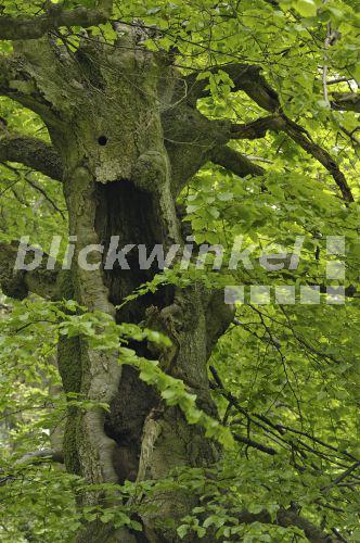 blickwinkel - Rotbuche, Rot-Buche, Buche (Fagus sylvatica), uralte ...