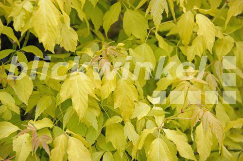 blickwinkel - Eschen-Ahorn, Eschenahorn, Gold-Eschenahorn ...