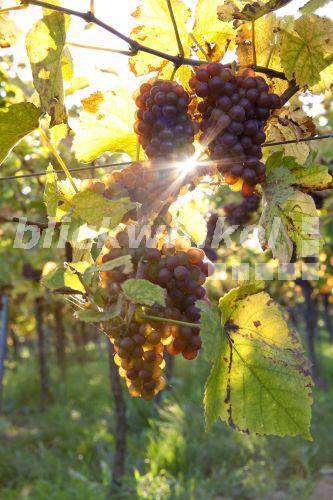 blickwinkel - Echter Wein, Weinrebe (Vitis vinifera), reife Trauben im ...