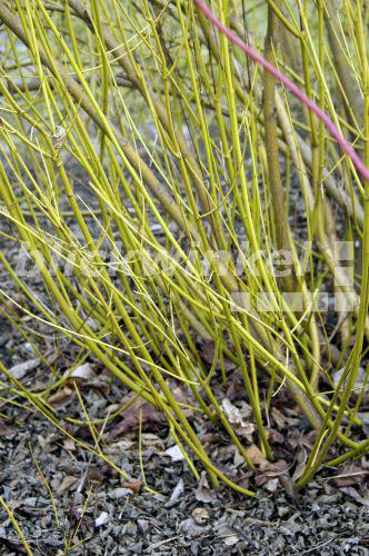 blickwinkel - Gelbrindiger Hartriegel, Weisser Hartriegel (Cornus ...