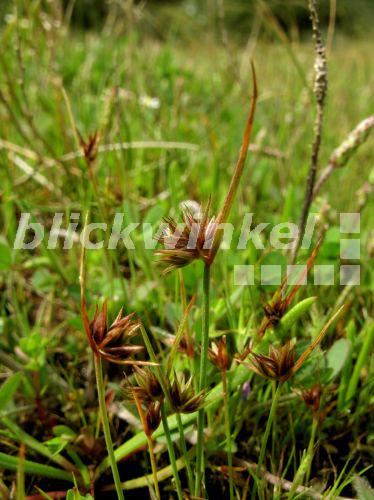 blickwinkel - Kopfbinse, Kopf-Binse (Juncus capitatus), bluehend, stark ...