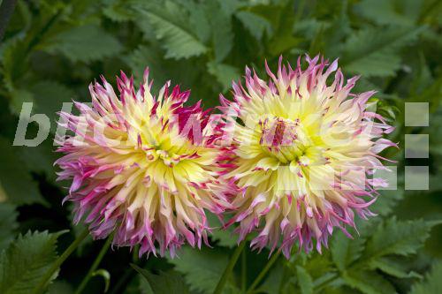 blickwinkel - Dahlie (Dahlia 'Hapet Perfekt', Dahlia Hapet Perfekt ...