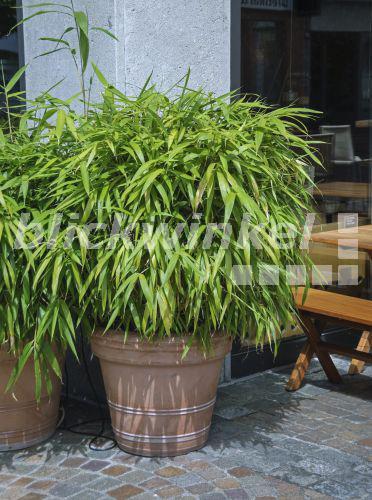 blickwinkel - Muriels Schirmbambus, Muriels Schirm-Bambus (Fargesia ...