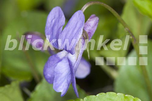 blickwinkel - Wald-Veilchen, Waldveilchen (Viola reichenbachiana ...