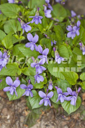 blickwinkel - Wald-Veilchen, Waldveilchen (Viola reichenbachiana ...