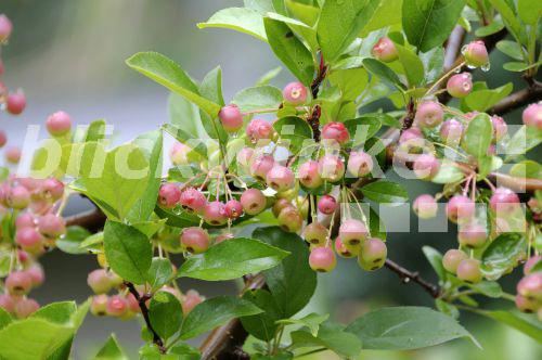 blickwinkel - Zierapfel, Zier-Apfel, Strauch-Apfel, Strauchapfel (Malus ...