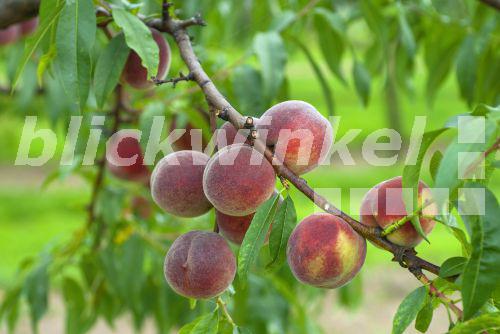 blickwinkel - Pfirsich, Pfirsichbaum (Prunus persica 'Proskauer ...
