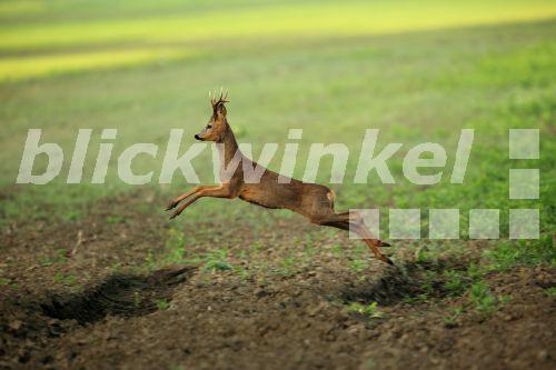 blickwinkel - Europaeisches Reh (Capreolus capreolus), Rehbock im ...