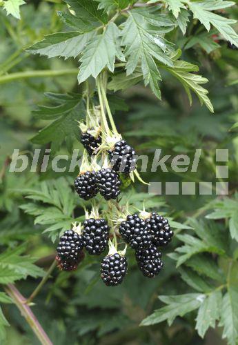 blickwinkel - Stachellose Brombeere (Rubus fruticosus 'Thornless ...