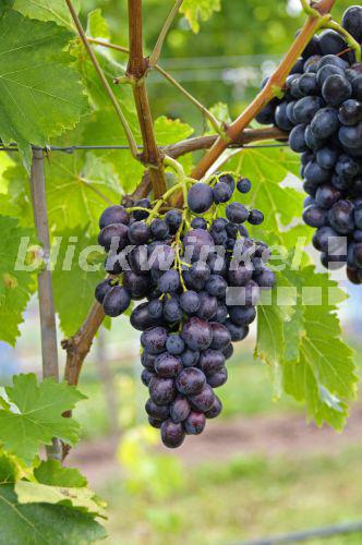 blickwinkel - Echter Wein, Weinrebe (Vitis vinifera 'Transilvania ...