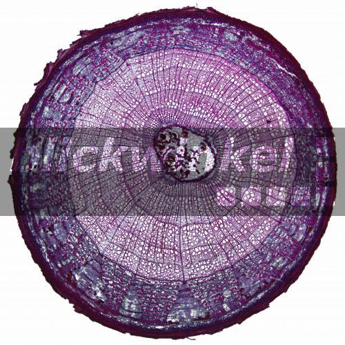 blickwinkel - Querschnitt durch einen Stamm einer dikotylen Pflanze mit ...