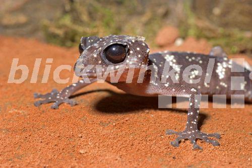 blickwinkel - Masobe-Madagaskargecko, Masobemadagaskargecko ...