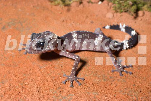 blickwinkel - Masobe-Madagaskargecko, Masobemadagaskargecko ...