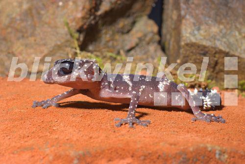blickwinkel - Masobe-Madagaskargecko, Masobemadagaskargecko ...