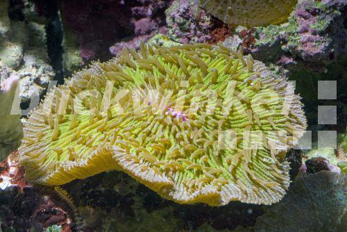 blickwinkel - Plattenkoralle, Platten-Koralle, Fungia (Fungia repanda ...