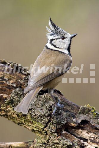 blickwinkel - Haubenmeise, Hauben-Meise (Parus cristatus, Lophophanes ...