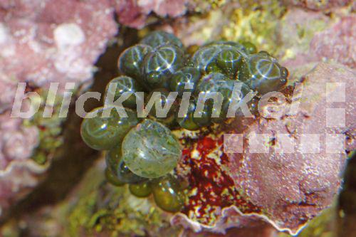 blickwinkel - Blasenalge, Blasen-Alge, Kugelalge, Kugel-Alge ...