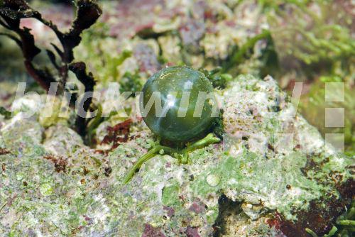 blickwinkel - Blasenalge, Blasen-Alge, Kugelalge, Kugel-Alge ...