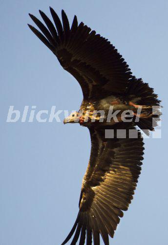 blickwinkel - Kahlkopfgeier, Kahlkopf-Geier (Sarcogyps calvus), im Flug ...