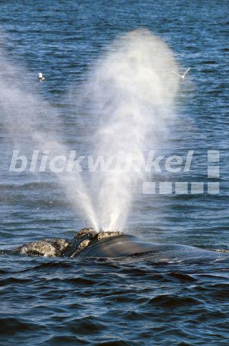 blickwinkel - Suedkaper, Suedlicher Glattwal (Eubalaena australis ...
