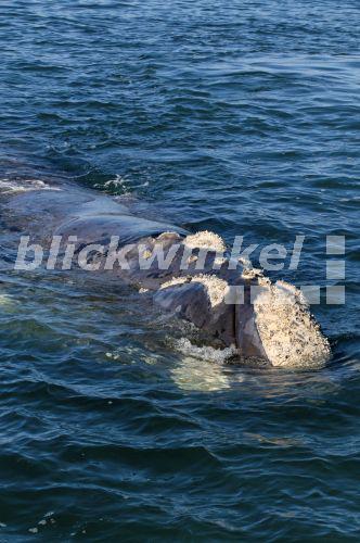 blickwinkel - Suedkaper, Suedlicher Glattwal (Eubalaena australis ...