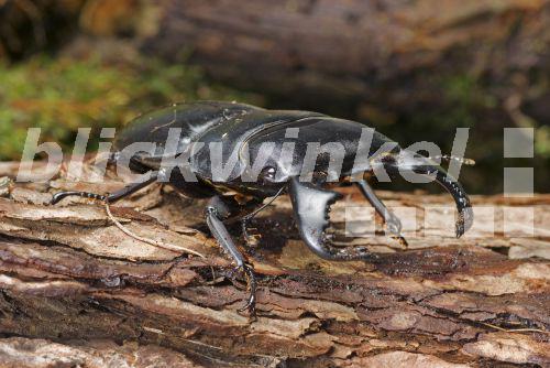 blickwinkel - Panzerkopfkaefer, Panzerkopf-Kaefer (Dorcus alcides ...