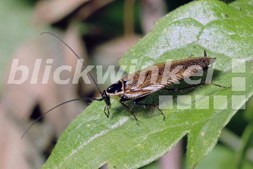 blickwinkel - Echte Waldschabe, Wald-Schabe, Podas Waldschabe (Ectobius ...