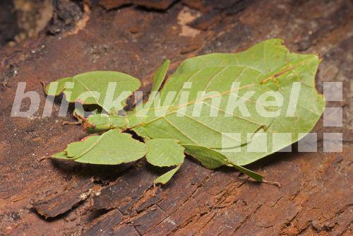 blickwinkel - Wandelndes Blatt, Phyllium bioculatum (Phyllium ...