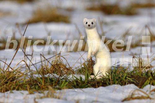 blickwinkel - Hermelin, Grosses Wiesel, Grosswiesel (Mustela erminea ...