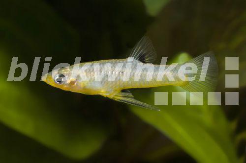 blickwinkel - Schwarzbauch-Metallkaerpfling ...