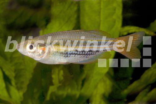 blickwinkel - Papua-Regenbogenfisch, Papuaregenbogenfisch (Melanotaenia ...