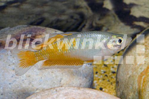 blickwinkel - Parkinsons Regenbogenfisch (Melanotaenia parkinsoni ...