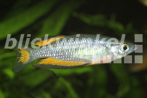 blickwinkel - Parkinsons Regenbogenfisch (Melanotaenia parkinsoni ...