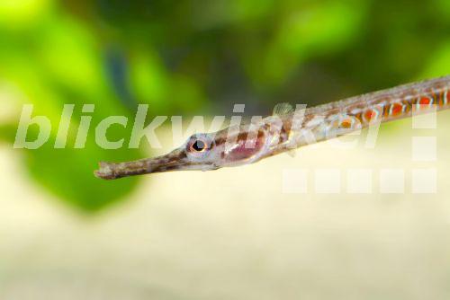 blickwinkel - Indische Suesswassernadel, Indische Festlandseenadel ...