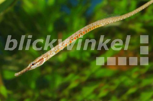blickwinkel - Indische Suesswassernadel, Indische Festlandseenadel ...
