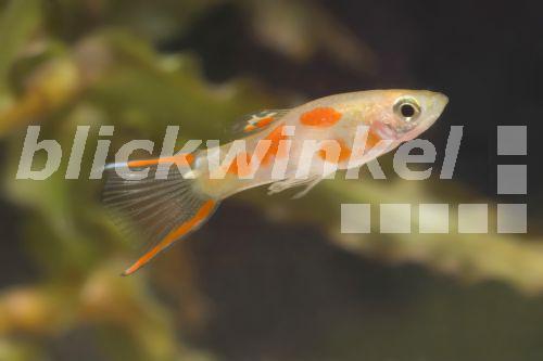 blickwinkel - Endlers Guppy (Poecilia wingei), Zuchtform Gold - Endler ...
