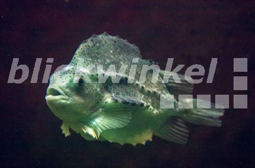 blickwinkel - Seehase, Lump, Lumpfisch, Lump-Fisch (Cyclopterus lumpus ...