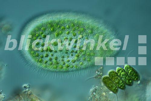 blickwinkel - Pantoffeltierchen (Paramecium spec.), im ...