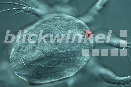 blickwinkel - Naupliuslarve im Differentialinterferenzkontrast mit ...