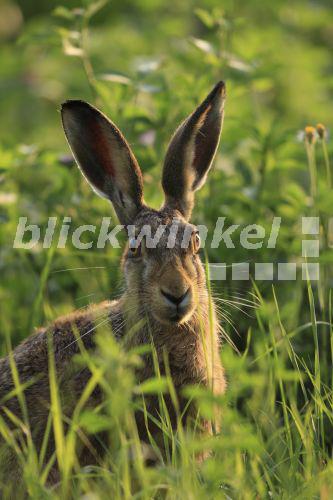 blickwinkel - Europaeischer Hase, Europaeischer Feldhase (Lepus ...