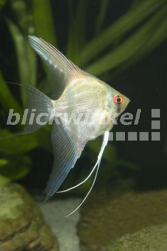 blickwinkel - Segelflosser, Skalar (Pterophyllum scalare), schwimmend ...