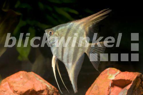 blickwinkel - Segelflosser, Skalar (Pterophyllum scalare), Wildform ...
