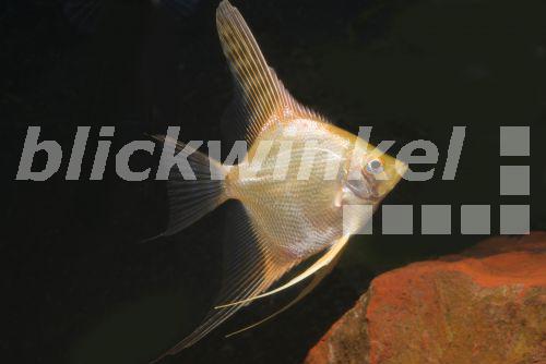 blickwinkel - Segelflosser, Skalar (Pterophyllum scalare), Zuchtform ...